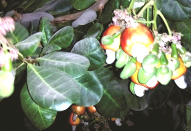 Engrais foliaire 100% Bio BIODEPOSIT ELIXIR 12 ml – Anacardier – TmBusiness