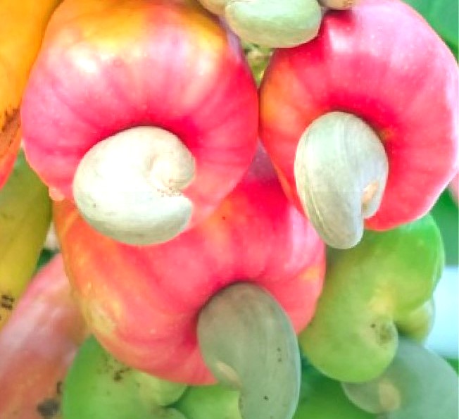 Engrais foliaire 100% Bio BIODEPOSIT ELIXIR 12 ml – Anacardier – TmBusiness