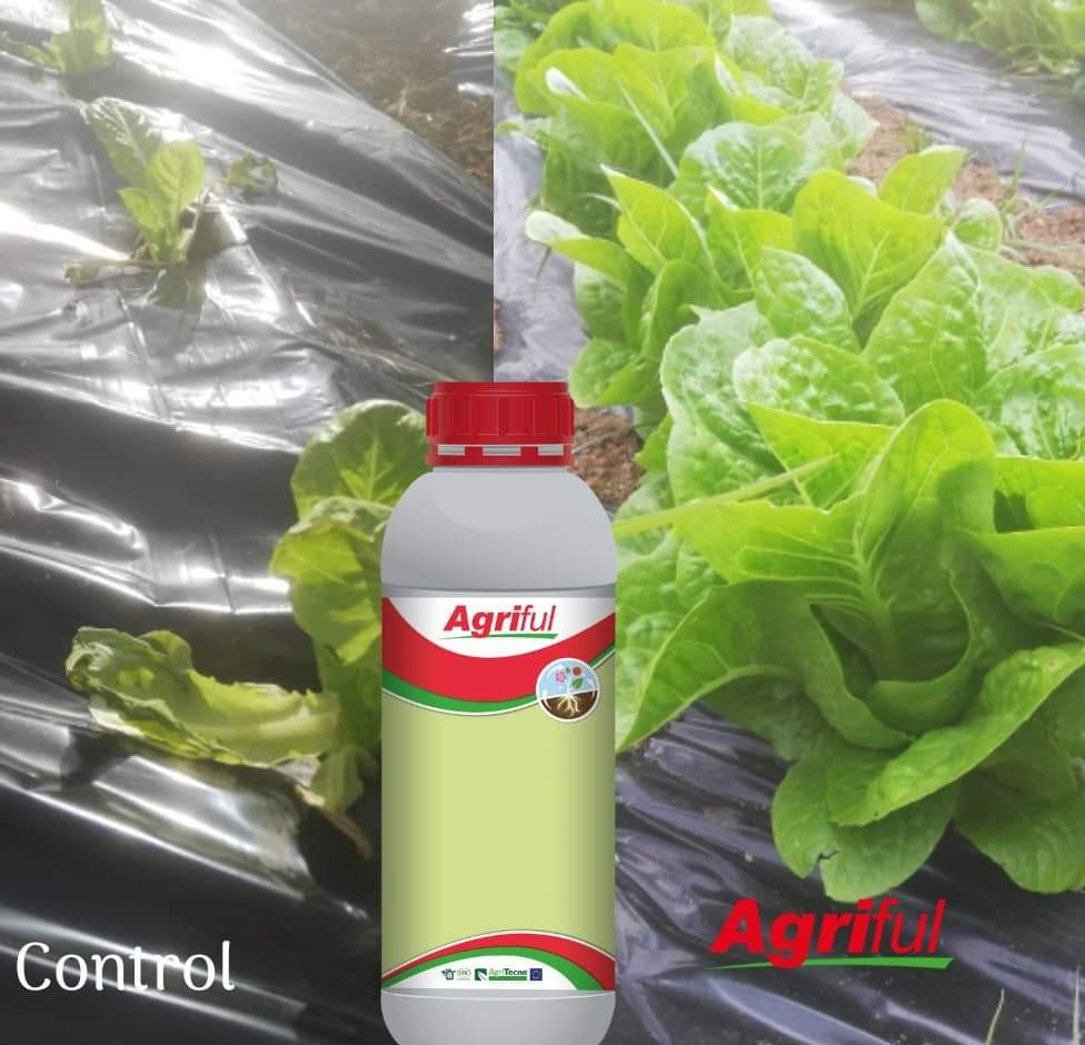 Engrais foliaire organique AGRIFUL 1 litre – Laitue – TmBusiness