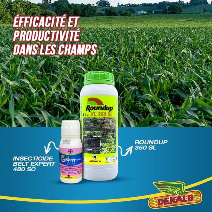 Insecticide liquide BELT EXPERT 480 SC 200 ml – Maïs, toutes les ...