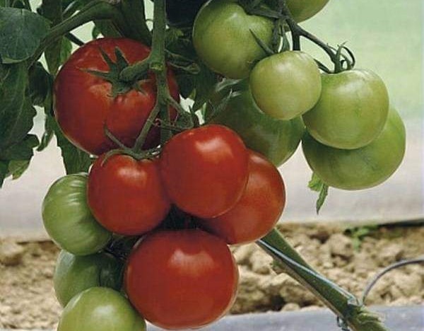 Semence de TOMATE UC-82-B 50 gr – TmBusiness