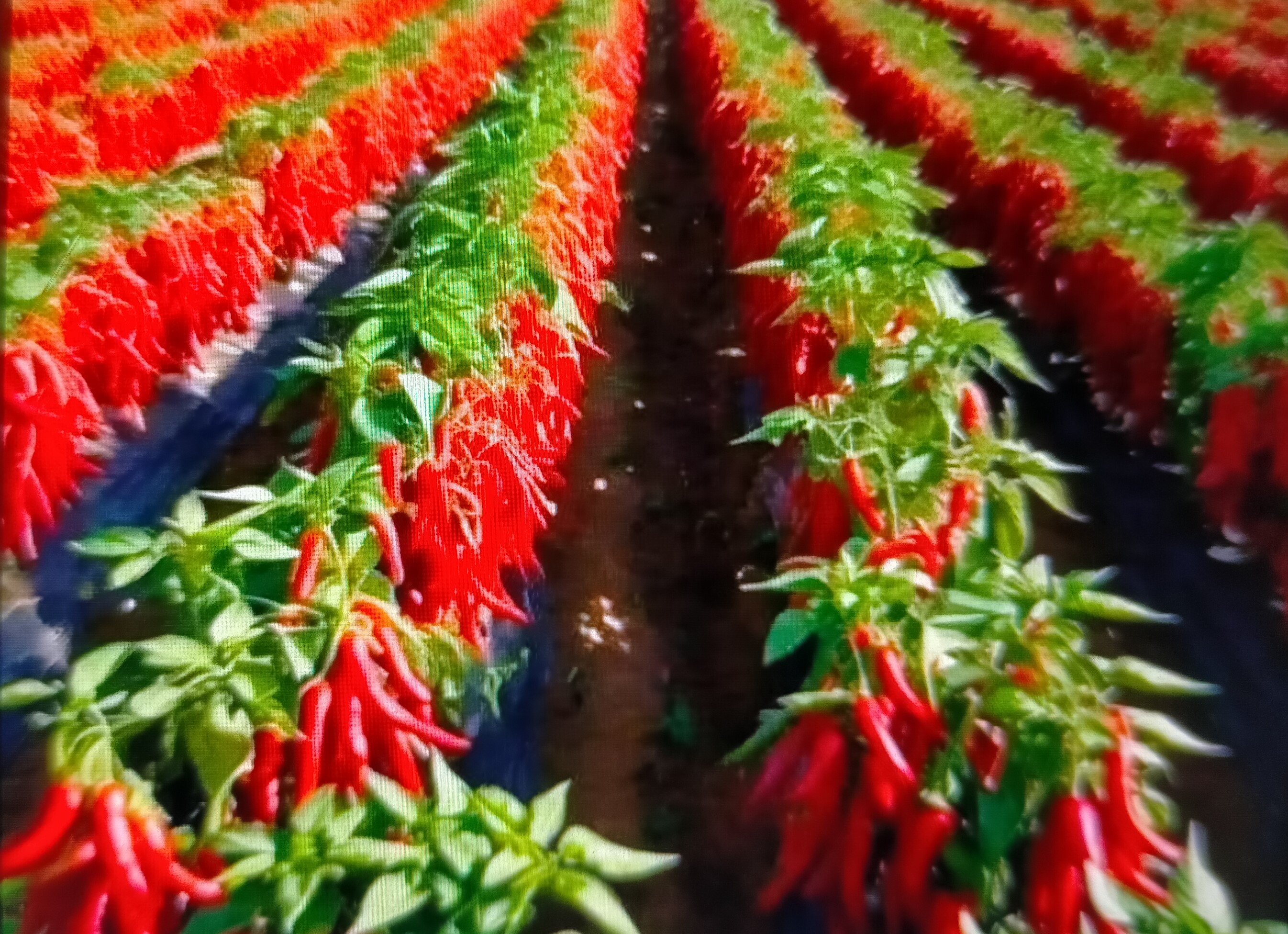 Engrais foliaire et racinaire Bio-organique BIODEPOSIT ELIXIR 12 ml ...