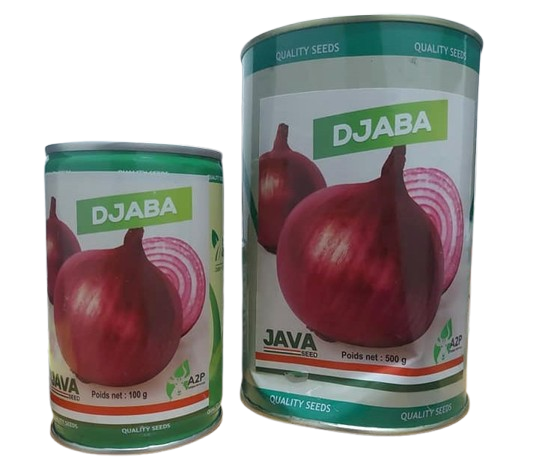 Semence d’OIGNON DJABA 100 gr – TmBusiness