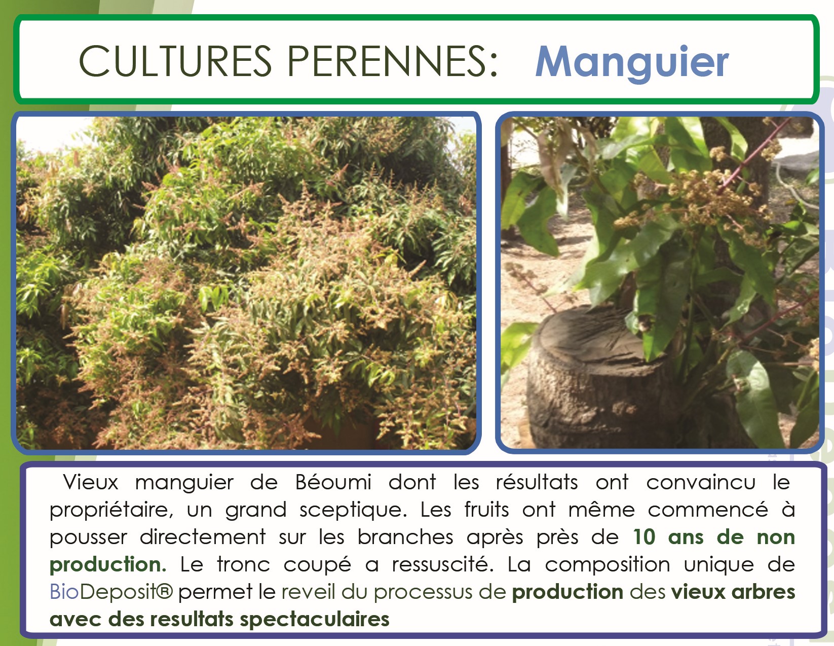 Engrais foliaire et racinaire 100% Bio BIODEPOSIT ELIXIR 12 ml – Mangue ...