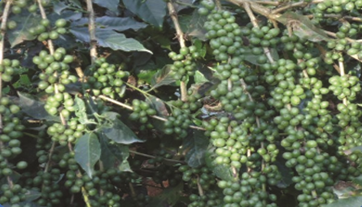 Engrais foliaire et racinaire 100% Bio BIODEPOSIT ELIXIR 12 ml – Café ...