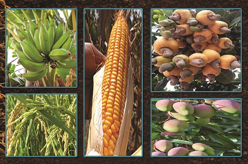 Engrais foliaire et racinaire 100% Bio BIODEPOSIT ELIXIR 12 ml ...