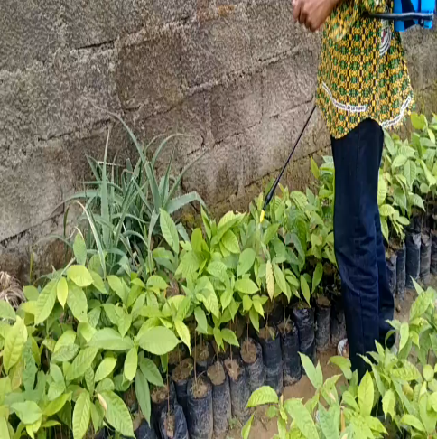 Engrais foliaire et racinaire 100% Bio BIODEPOSIT ELIXIR 12 ml – Cacao ...