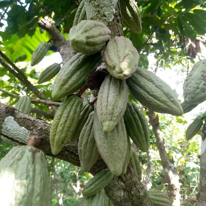 Engrais foliaire et racinaire 100% Bio BIODEPOSIT ELIXIR 12 ml – Cacao ...