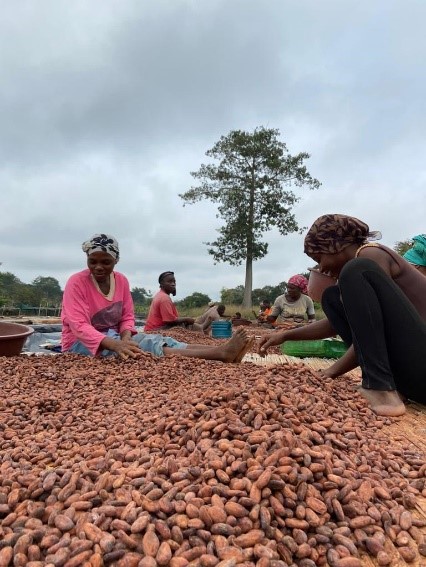 Engrais foliaire et racinaire 100% Bio BIODEPOSIT ELIXIR 12 ml – Cacao ...