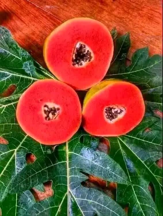 Engrais foliaire et racinaire 100% Bio BIODEPOSIT ELIXIR 12 ml – Papaye ...