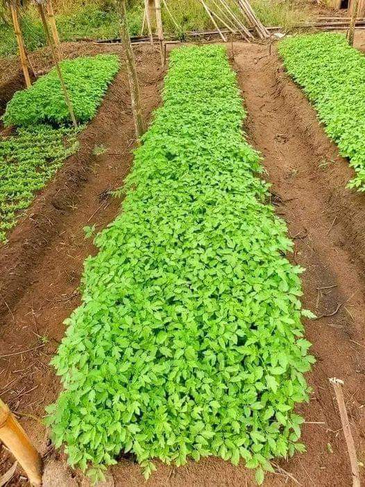 Engrais foliaire et racinaire 100% Bio BIODEPOSIT ELIXIR 12 ml ...