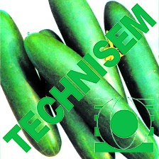 Semence hybride de CONCOMBRE F1 TOKYO 50 gr Technisem – TmBusiness