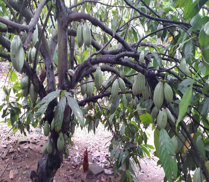 Engrais foliaire et racinaire 100% Bio BIODEPOSIT ELIXIR 12 ml – Cacao ...