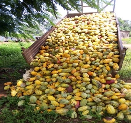 Engrais foliaire et racinaire 100% Bio BIODEPOSIT ELIXIR 12 ml – Cacao ...