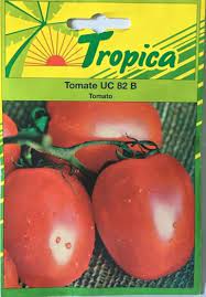 Semence de TOMATE UC 82 B Tropica – TmBusiness