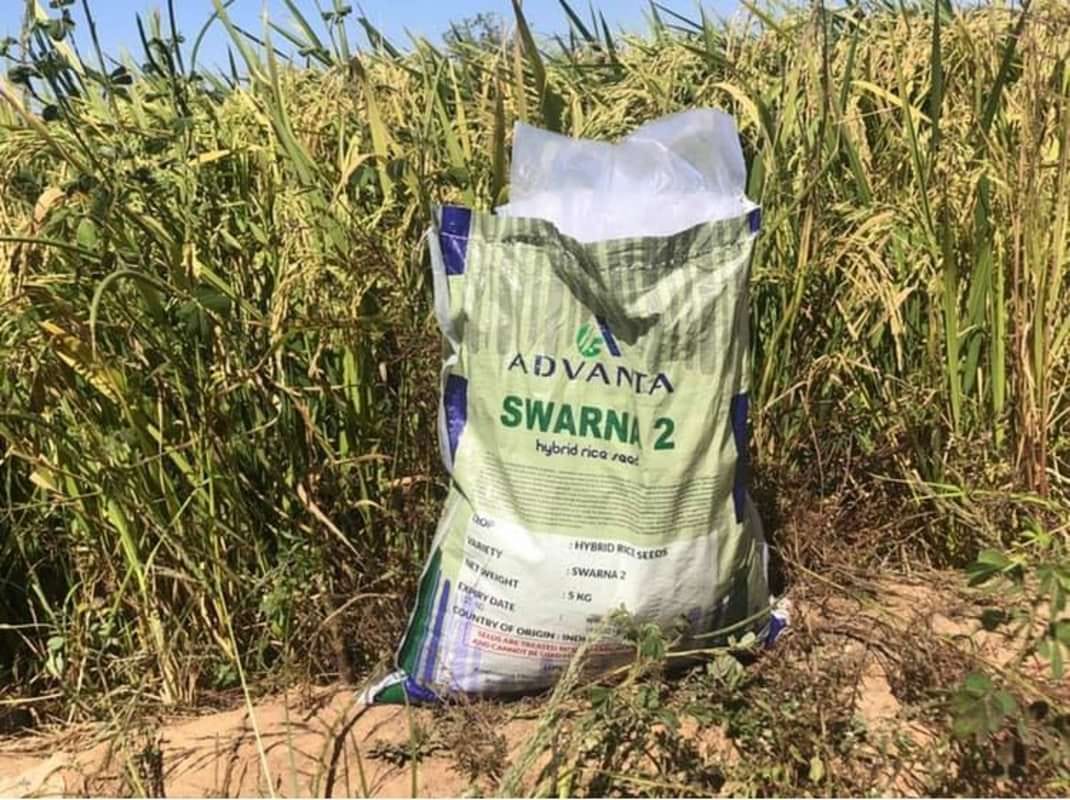 Semence hybride de RIZ SWARMA 2 F1 5 kg – TmBusiness