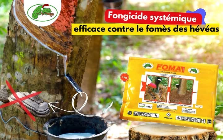 Fongicide granulé FOMA 10 GR 1 kg – Hévéa – TmBusiness