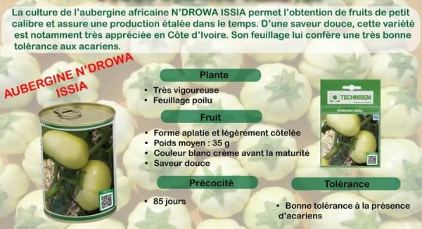 Semence d’AUBERGINE AFRICAINE N’DROWA ISSIA 5 gr – TmBusiness