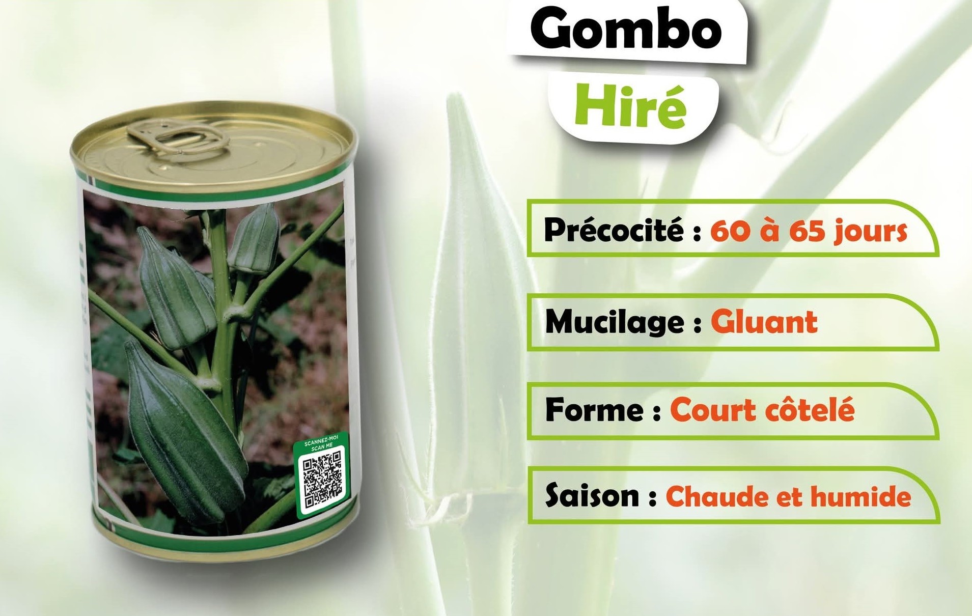 Semence de GOMBO HIRE 50 gr – TmBusiness
